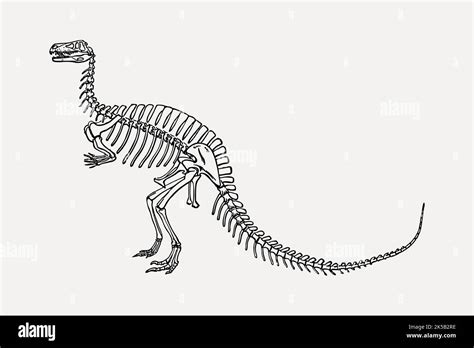 Dinosaur Fossils Drawing
