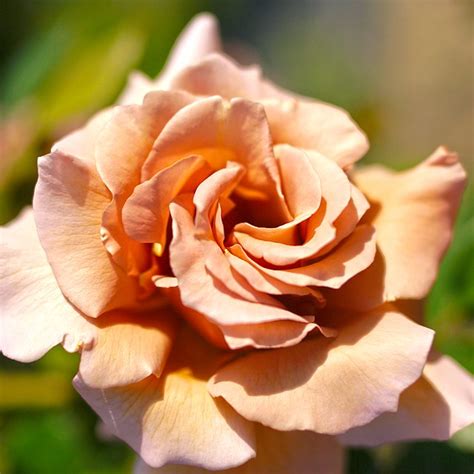 Rose Julias Rose The Plant Broker