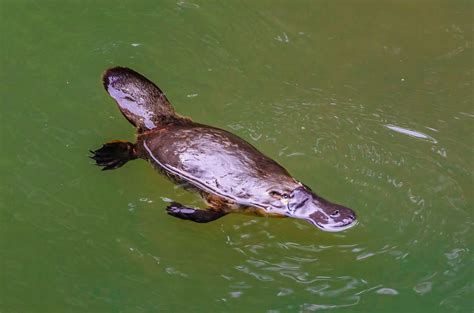 Discover Eungella National Park Spotting Platypus At Broken River