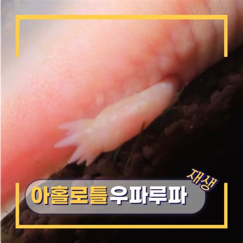 아홀로틀 우파루파 키우기 과정중 뜯김사건발생 재생과정ing 네이버 블로그