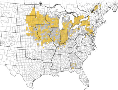 Corn Disease Web Graphics 9 Ks Corn
