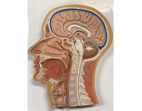 Saggital Brain Structure Quiz