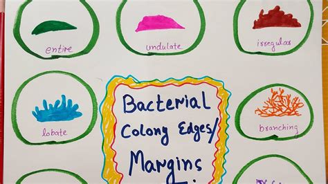 Bacterial Colony Edges Margin On Agar Plates Bacteriology