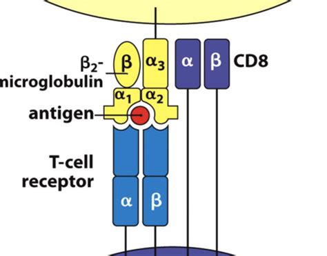 Immunology Lecture 6 Antigen And Antigen Processing Flashcards Quizlet