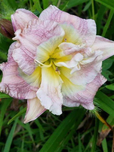 Goodlife Daylilies Hybridizer Robert Brittons Work