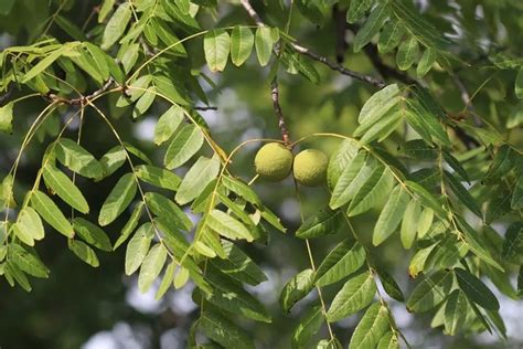 21 Trees You Should Never Grow In Your Yard Plantisima