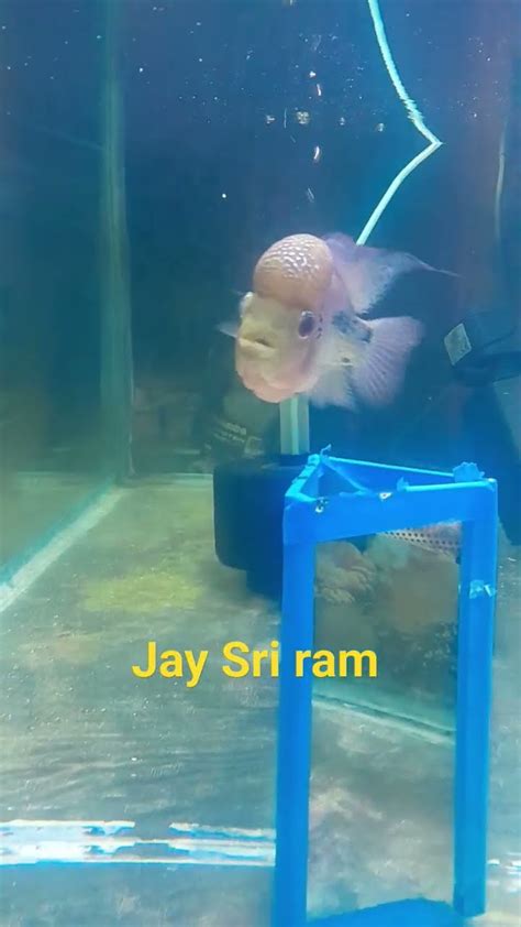 Jay Sriram Music Like Narayan Subscribe Youtube