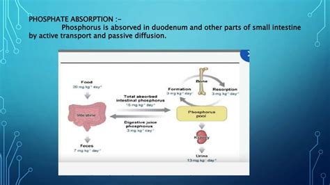 Hormonal Regulation Of Phosphate Homeostasis Pptx Endocrine And