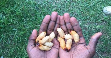 7 Edible Insects And Their Surprising Benefits Pulse Ghana