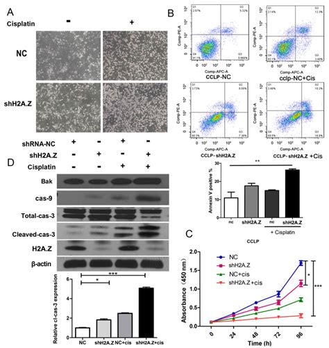 H2a Z Regulates Tumorigenesis Metastasis And Sensitivity To Cisplatin