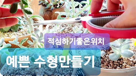다육이 키우기 웃자란다육이 수형잡기 적심하기 좋은위치succulents Youtube