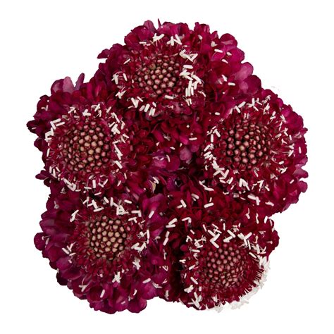 Raspberry Scabiosa Bloomingmore
