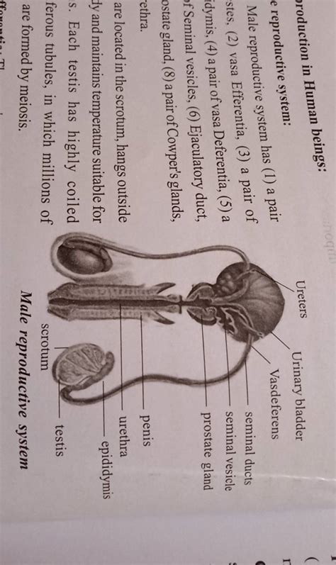 Roduction In Human Beingse Reproductive Systemmale Reproductive Syste