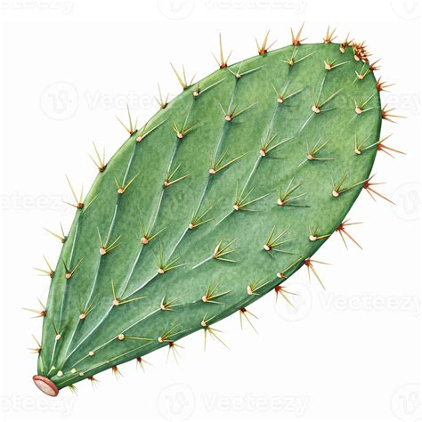 Realistic Prickly Pear Cactus Leaf Detailed Illustration Green Opuntia Plant Natural Background