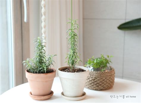 로즈마리 외목대 화분지지대 분재철사 활용 분갈이 로즈마리 키우기 가지치기 네이버 블로그