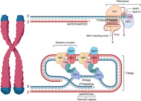 Functions Of Adp Ribose Transferases In The Maintenance Of Telomere