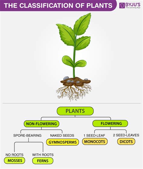 Plant Classification Chart Biology Plants Plant Classification Riset