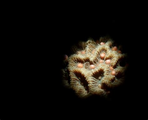 Research Spotlight Tmsi