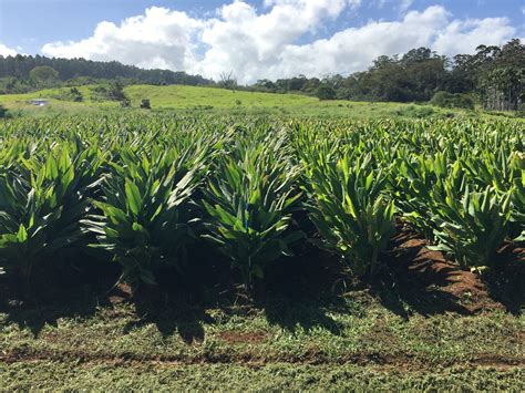 Hawaiian Grown Organic Ginger Turmeric Kava Kava