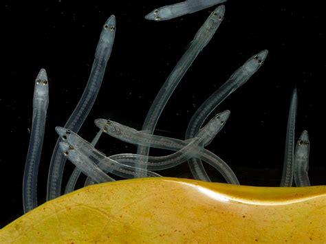 Glass Eels National Geographic