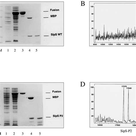 The Purification Of Bacillus Subtilis Type 1 Signal Peptidase Sips A Download Scientific