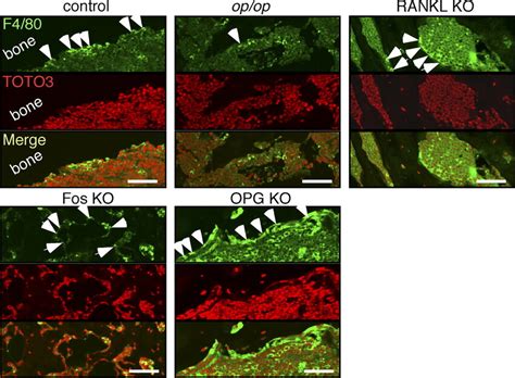 Osteomac Levels Are Reduced In Op Op But Not C Fos Deficient Mice