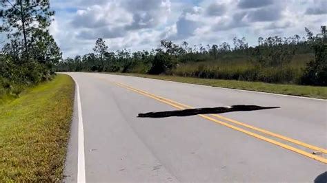 Massive 15ft Python Stretching Across Two Lanes Seen In Florida