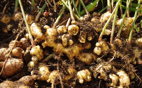 Potensi Usaha Budidaya Jahe Gajah Langkah Budidaya Dan Analisa Bisnis