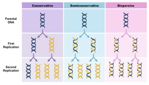 Microbial Lecture One Unit 3 Flashcards Quizlet