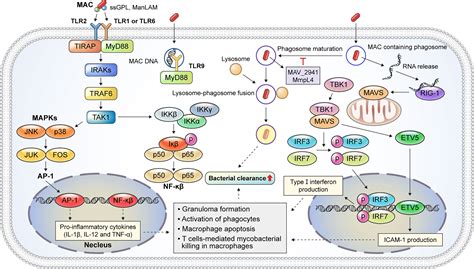 Frontiers Modulating Macrophage Function To Reinforce Host Innate