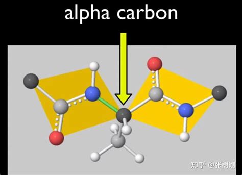 蛋白质氨基酸残基二面角可视化解读 知乎
