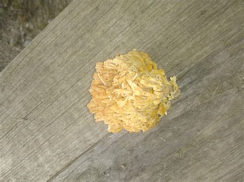 Mutant Mushroom Rwhatsthisplant