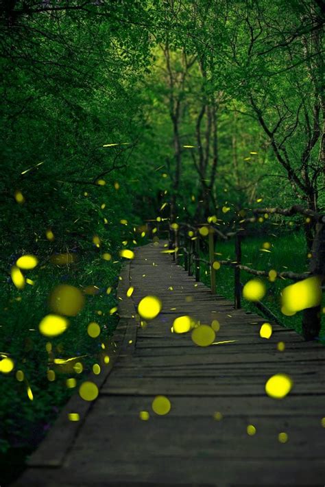 Illuminating Lightning Bug Facts You Didnt Know Birds And Blooms