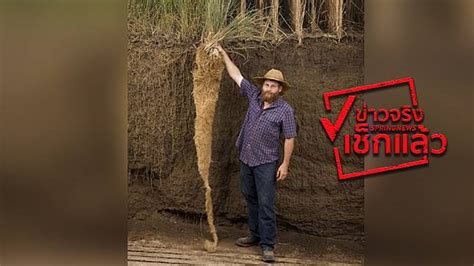 Springnews ไม่ใช่จากหญ้าแฝก เป็น รากข้าว สาลีเกิร์นซานี่