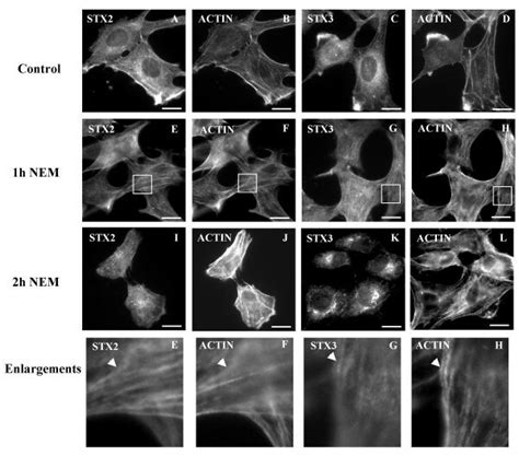 Syntaxin 2 And 3 Can Be Transported To Their Intracellular Sites Along