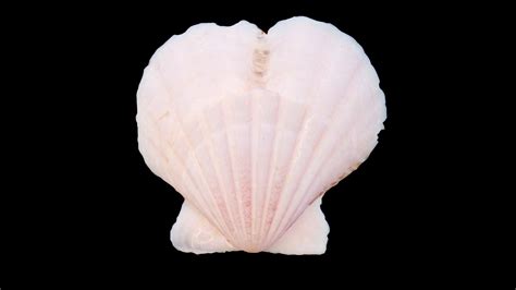Scallop Sea Shell 3d Model