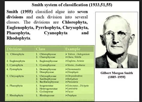 Algae And There Classification Based On Different Features Structure