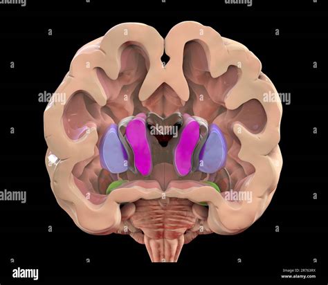 Caudate Nucleus Premium Photo The Caudate Nucleus Is One Of The