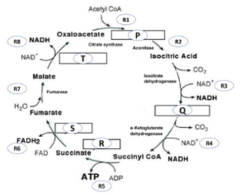 Manor Compre Module 2 Flashcards Quizlet