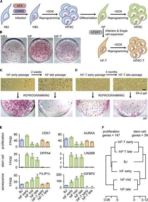 Integrative Analyses Of Human Reprogramming Reveal Dynamic Nature Of Induced Pluripotency Cell