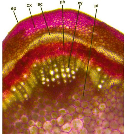 Anatomy Of The Stem Trans Section Ep — Epidermis Cx