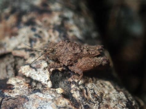 Austrohancockia Okinawensis In August 2022 By Orthoptera Jp · Inaturalist
