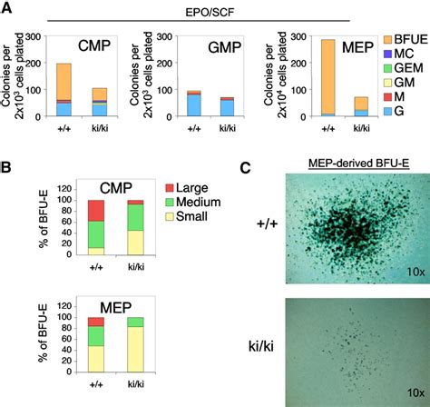 Erythroid Defects In Fog Ki Ki Cmp And Mep A Cmp Gmp And Mep Were Download Scientific