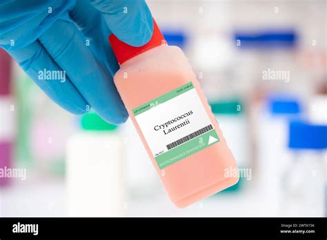 Cryptococcus Laurentii Fungus A Yeast Commonly Found In Dairy Products