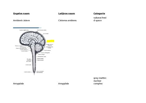 Neuroanatomy Structures Overview Sixty Six Key Elements Studeersnel