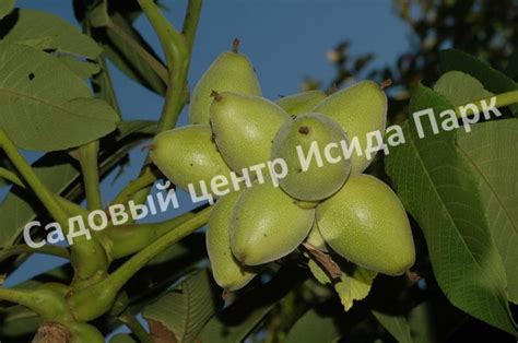 Орех маньчжурский саженцы купить в Москве и Подмосковье в питомнике