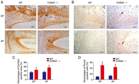 immunohistochemical analysis of col10a1 and runx2 a and b