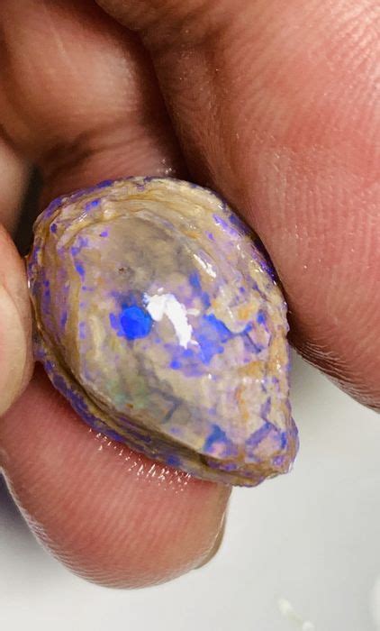Opalised Fossil Shell Lightning Ridge Almost Fully Intact Catawiki