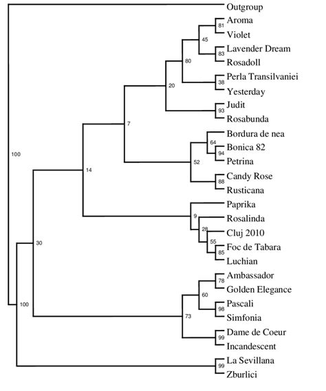 dendrogram built using upgma analysis of nei li dice coefficient of