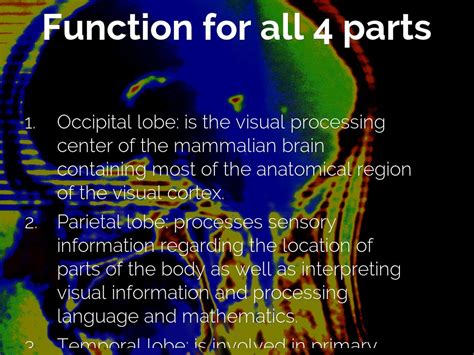 How Does Each Of The 4 Major Divisions Of The Cerebral How Does Each Of The 4 Major Divisions Of The Cerebral